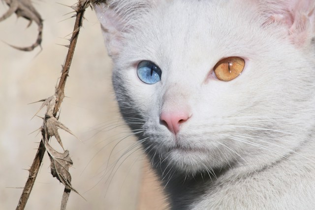What Cat Breed Am I? Discover Your Inner Feline Now!