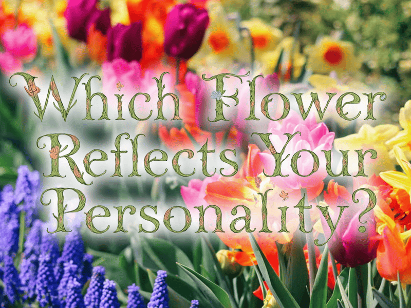 Which Flower Reflects Your Personality?