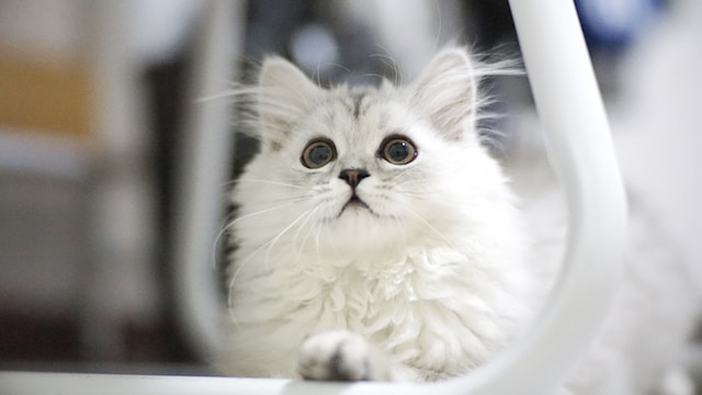 What Cat Breed Am I? Discover Your Inner Feline Now!