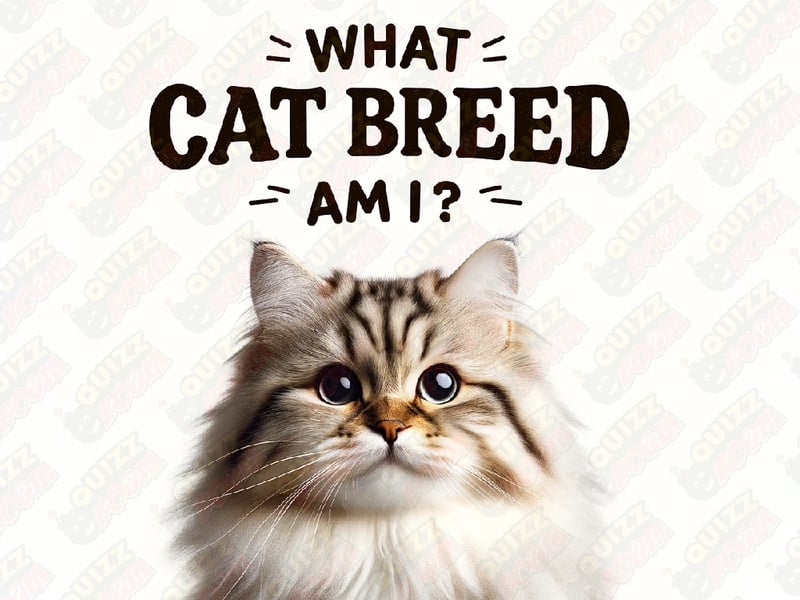 What Cat Breed Am I? Discover Your Inner Feline Now!