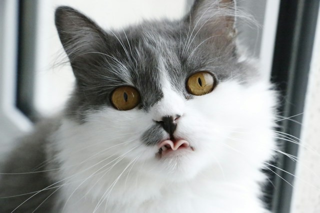 What Cat Breed Am I? Discover Your Inner Feline Now!
