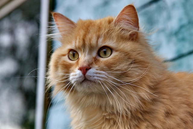 What Cat Breed Am I? Discover Your Inner Feline Now!