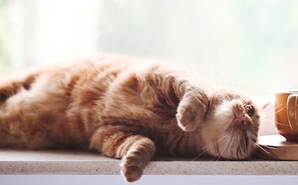 What Cat Breed Am I? Discover Your Inner Feline Now!